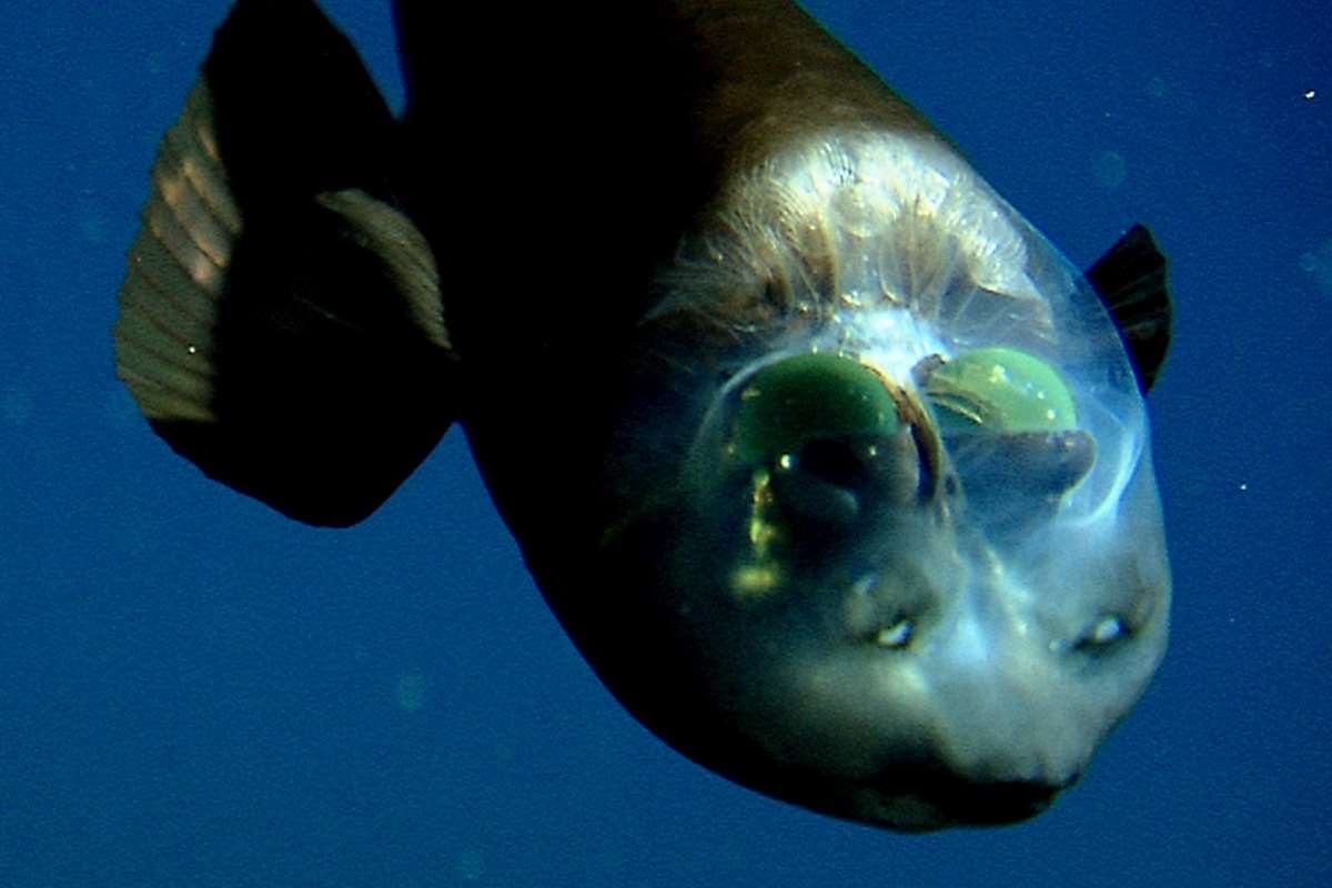 Barreleye | Animals | Monterey Bay Aquarium