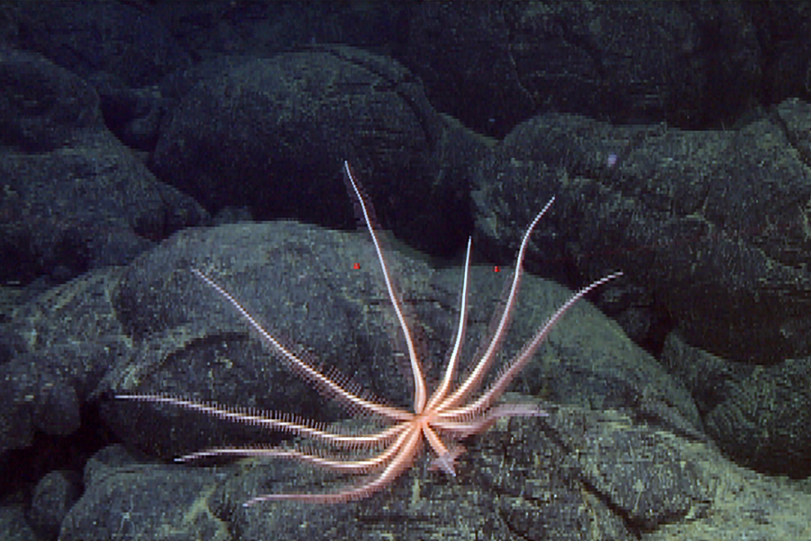 Fire star | Animals | Monterey Bay Aquarium
