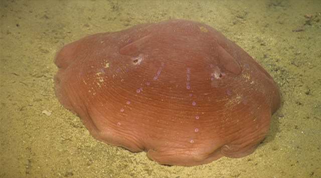 Flapjack octopus | Animals | Monterey Bay Aquarium