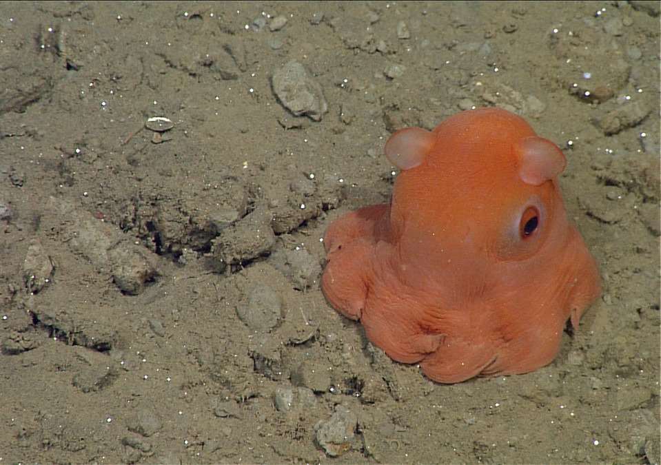 Calamar vampiro del infierno | Animales | Monterey Bay Aquarium