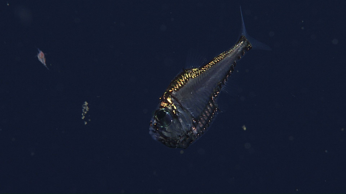 Illuminating the facts of deep-sea bioluminescence | Stories | Monterey ...