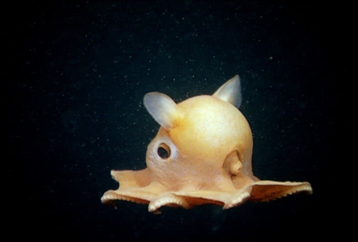 Flapjack Octopus