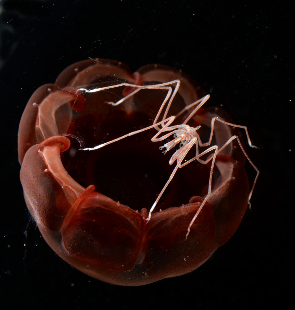 Sea lemon | Animals | Monterey Bay Aquarium