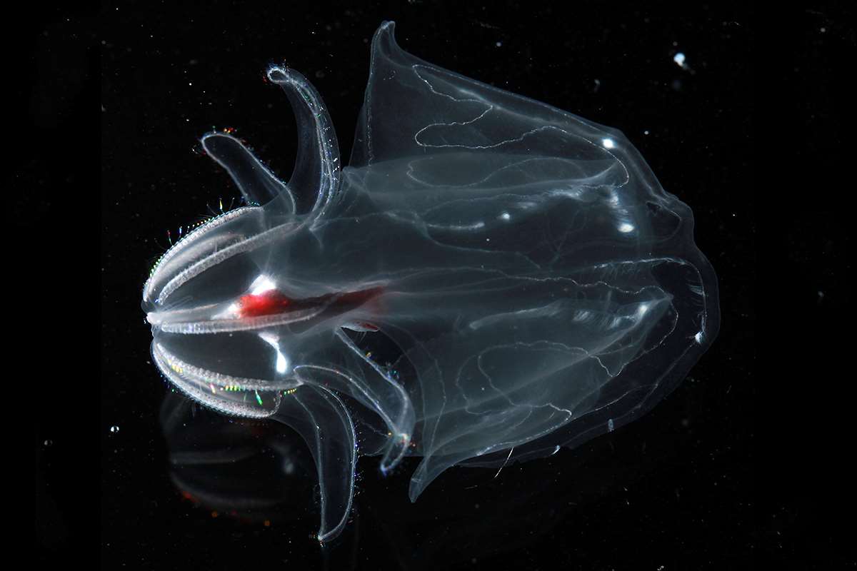 The midwater | Into the Deep | Exhibition | Monterey Bay Aquarium