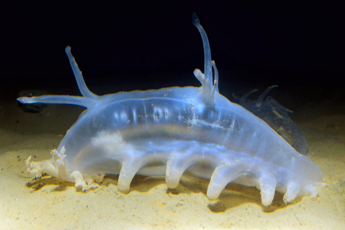 Gumboot chiton | Animals | Monterey Bay Aquarium
