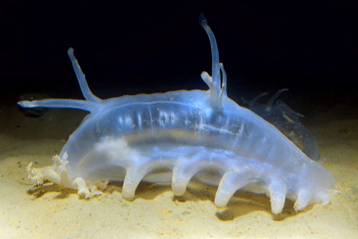 Sea pig | Animals | Monterey Bay Aquarium