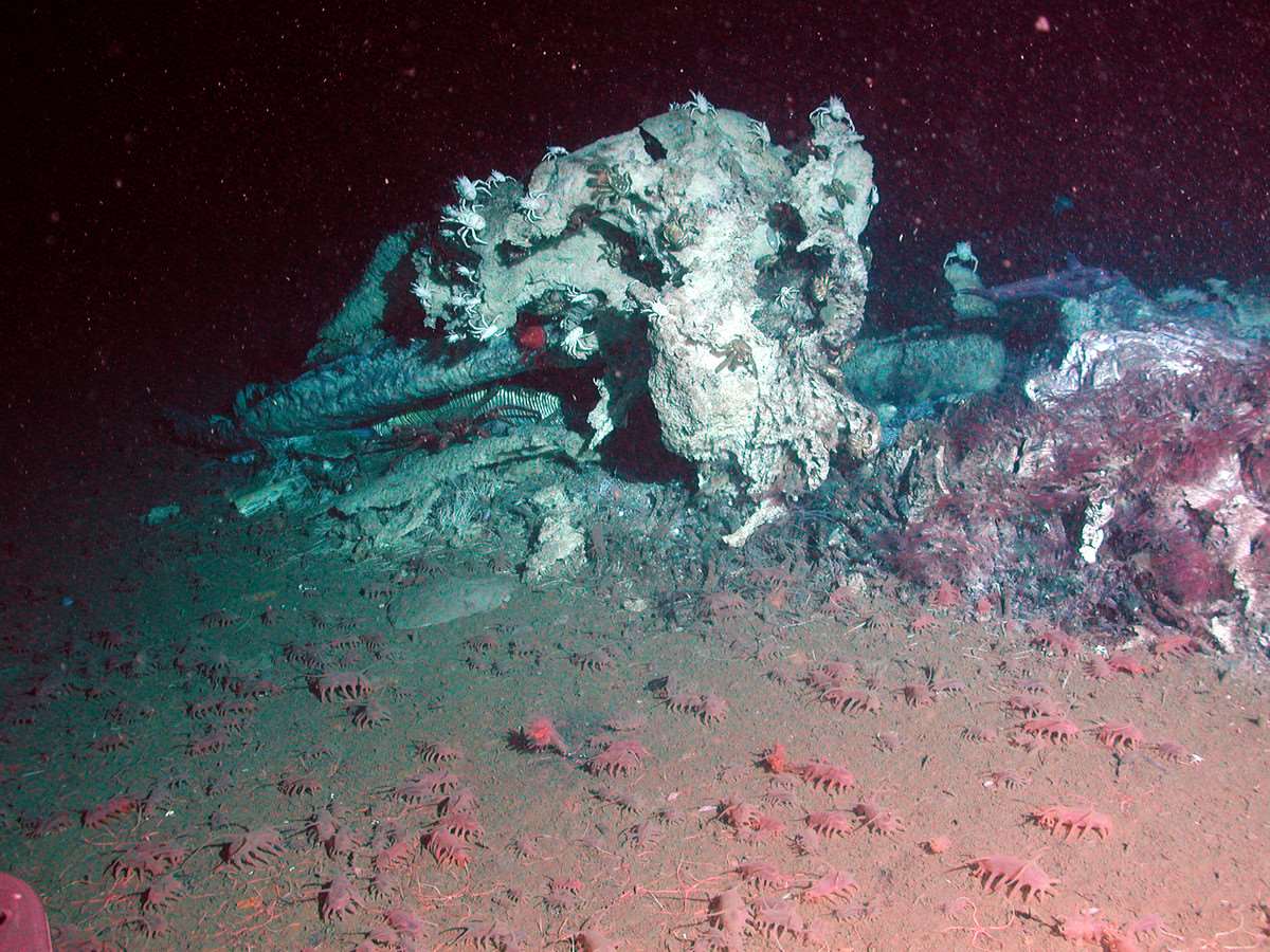 Sea pig | Animals | Monterey Bay Aquarium