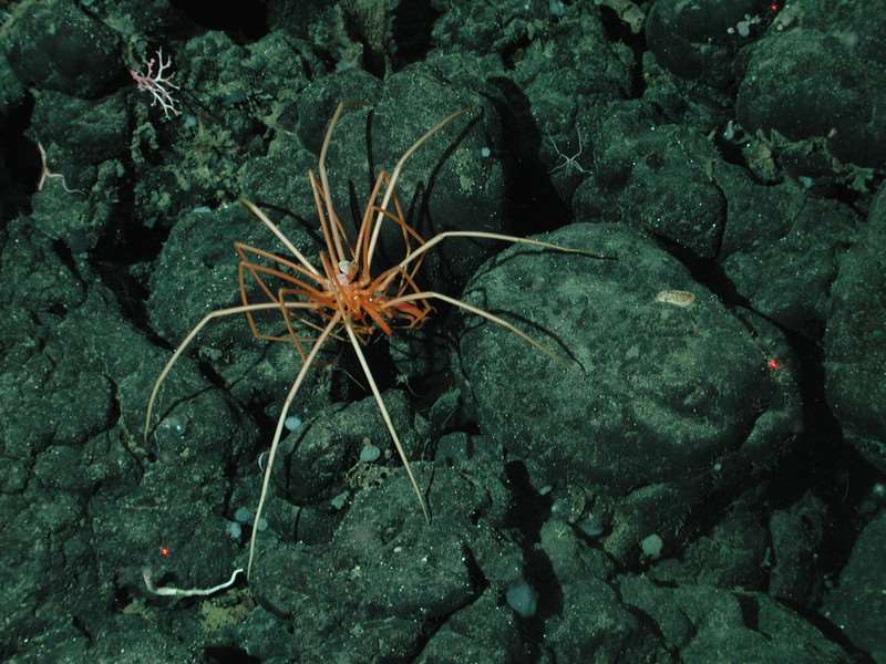 Sea spider | Animals | Monterey Bay Aquarium