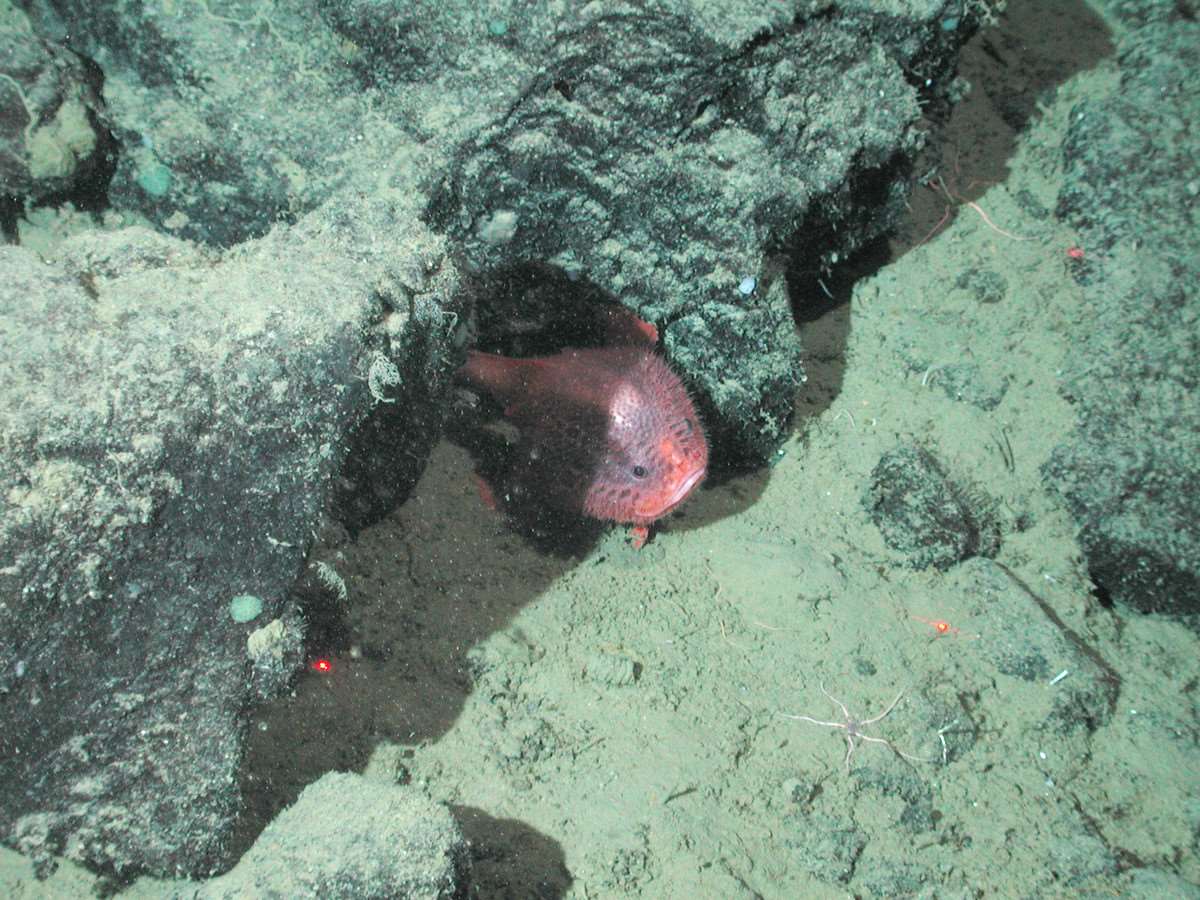 Deep sea anglerfish | Animals | Monterey Bay Aquarium