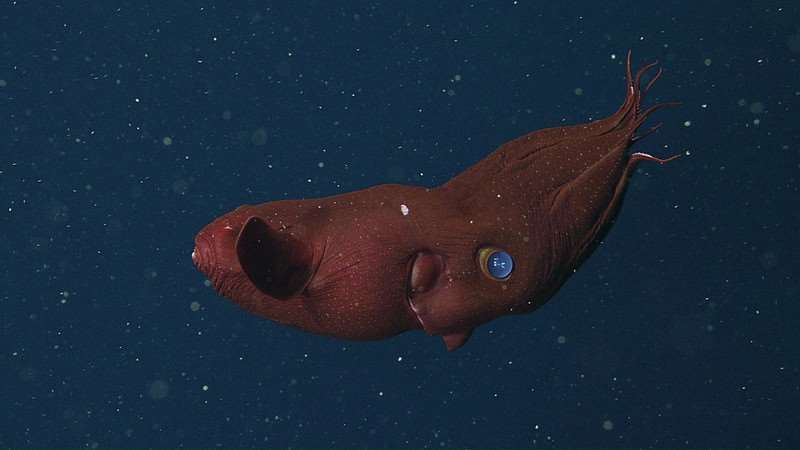 Bioluminescent Vampire Squid