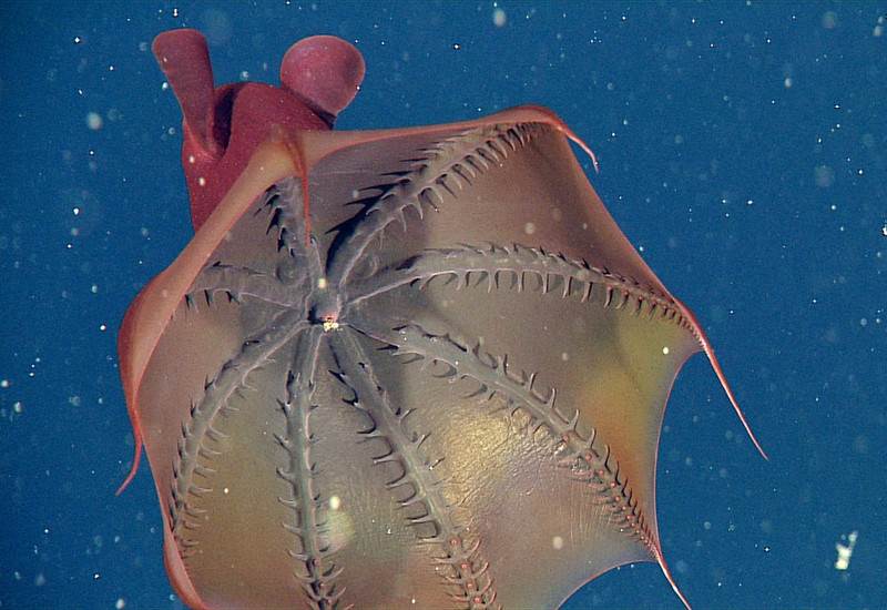 Vampire squid | Animals | Monterey Bay Aquarium