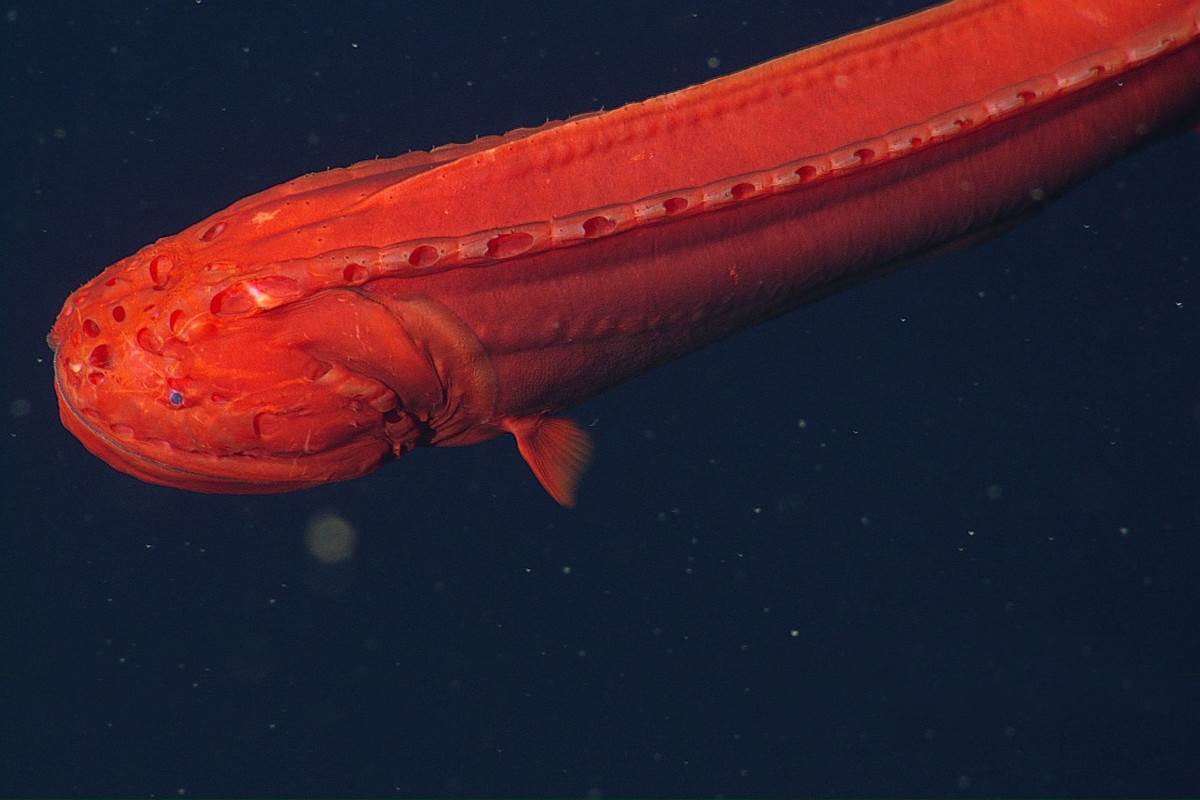 Whalefish | Animals | Monterey Bay Aquarium