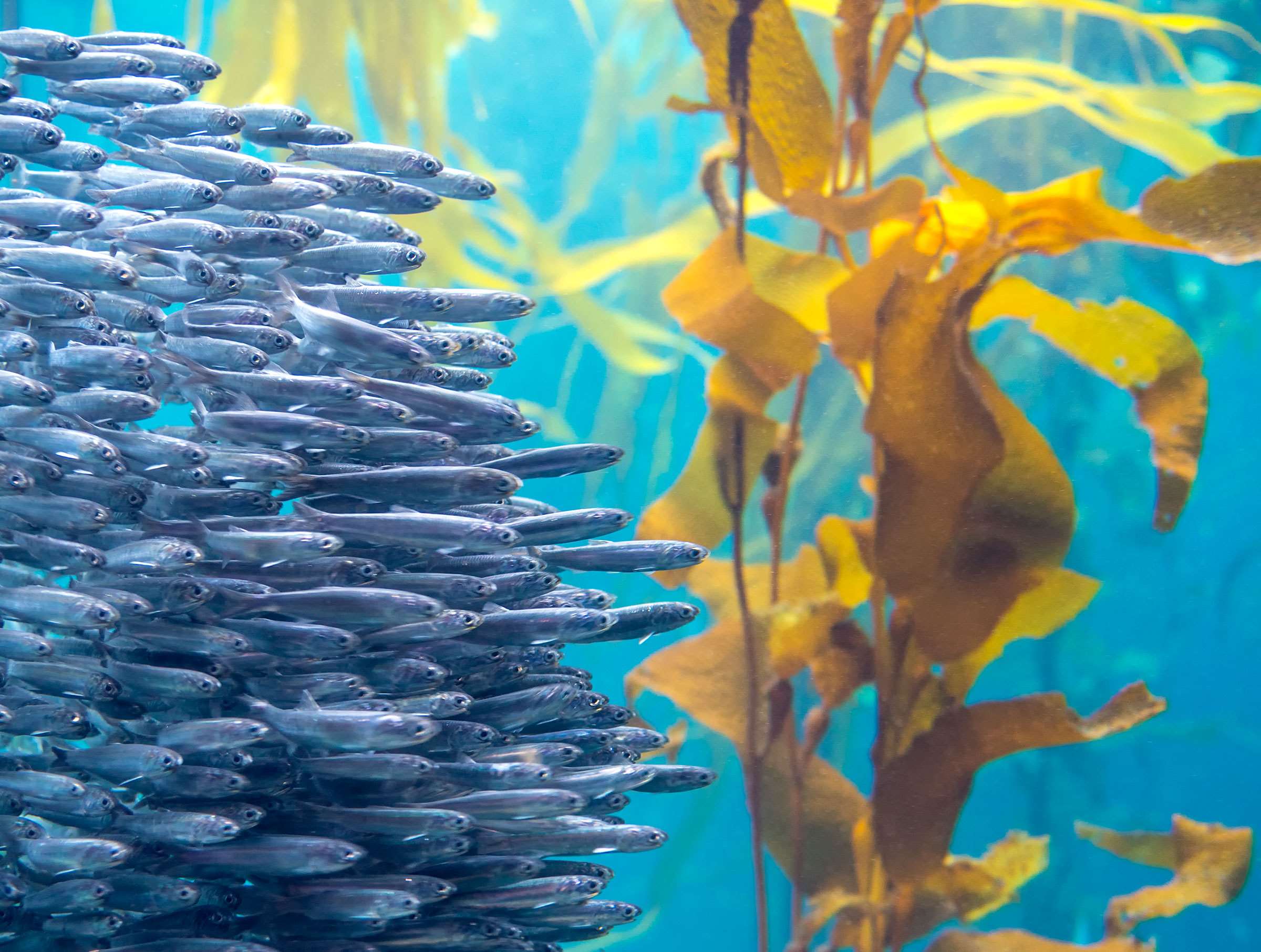 Curriculum PreK-2 | What is a fish? | Monterey Bay Aquarium