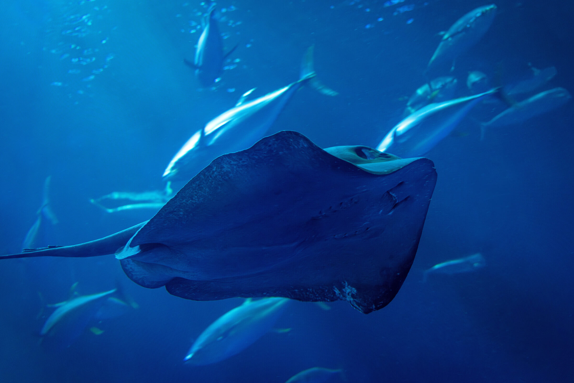 Our mission, vision & values | Monterey Bay Aquarium