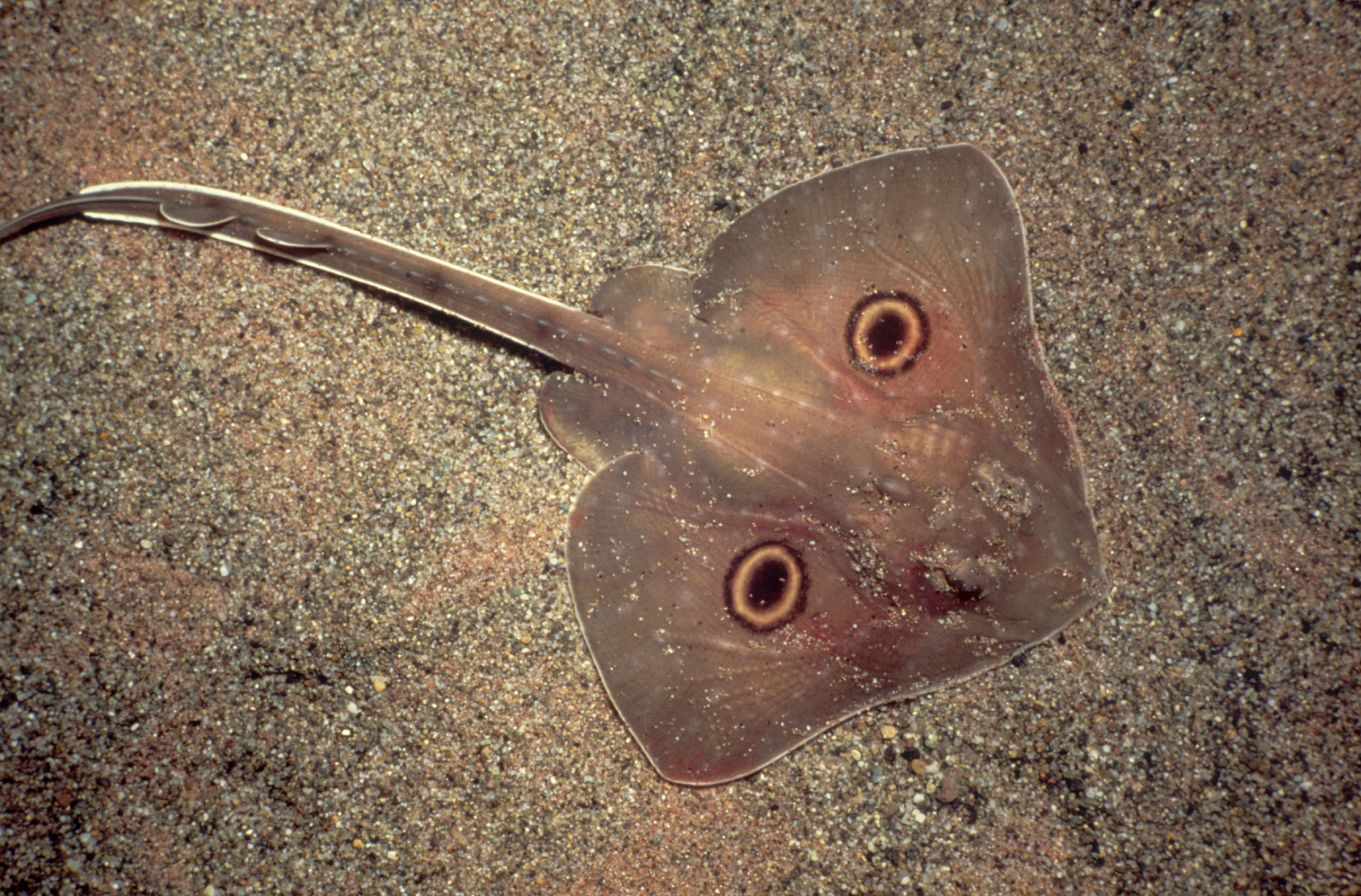 Skate Fish