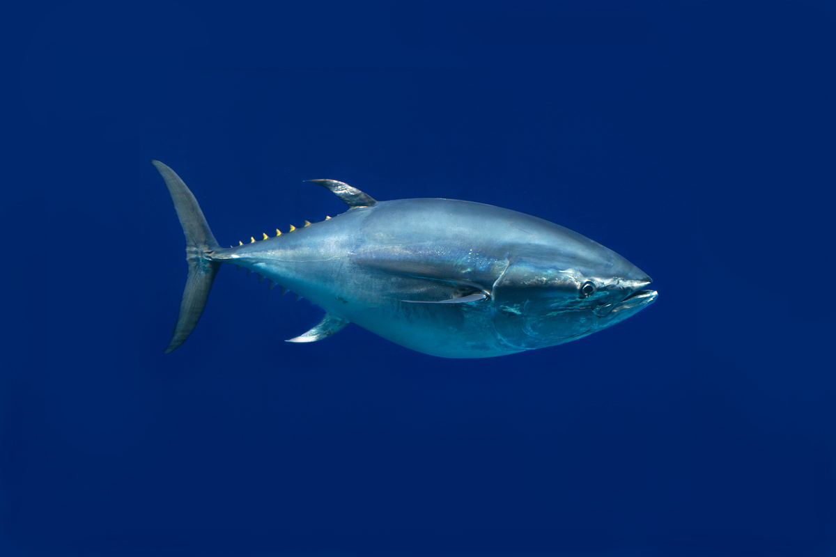 Bluefin