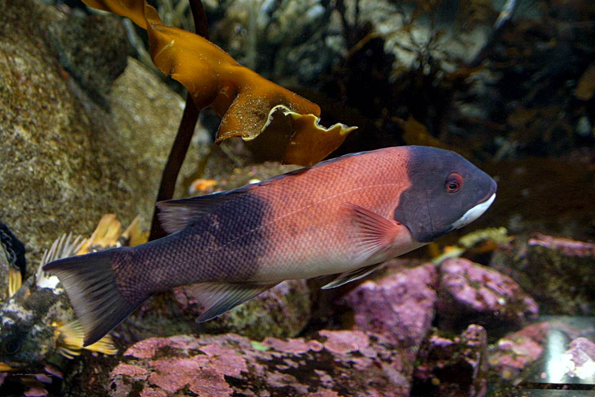 California sheephead | Animals | Monterey Bay Aquarium