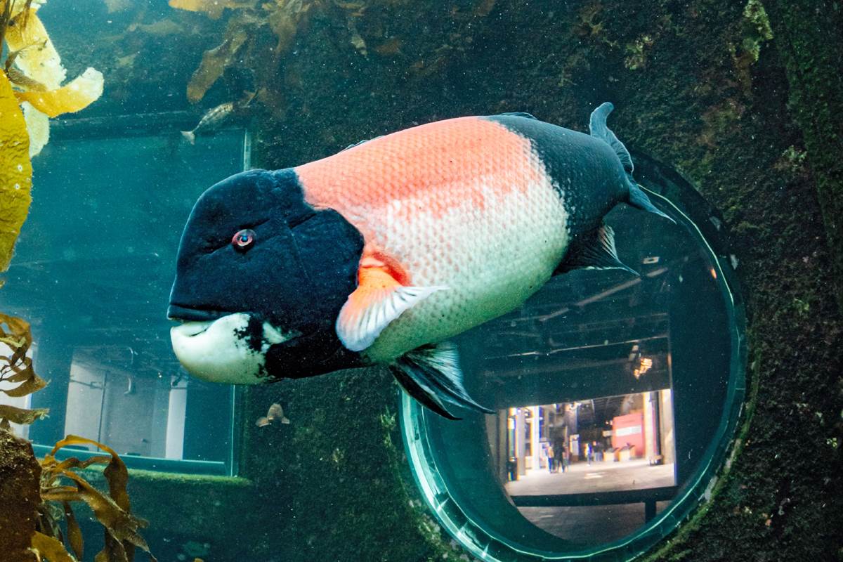 California sheephead | Animals | Monterey Bay Aquarium
