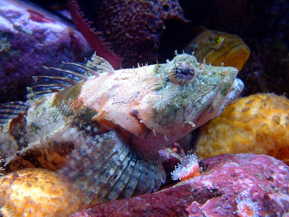 Red Sculpin Fish
