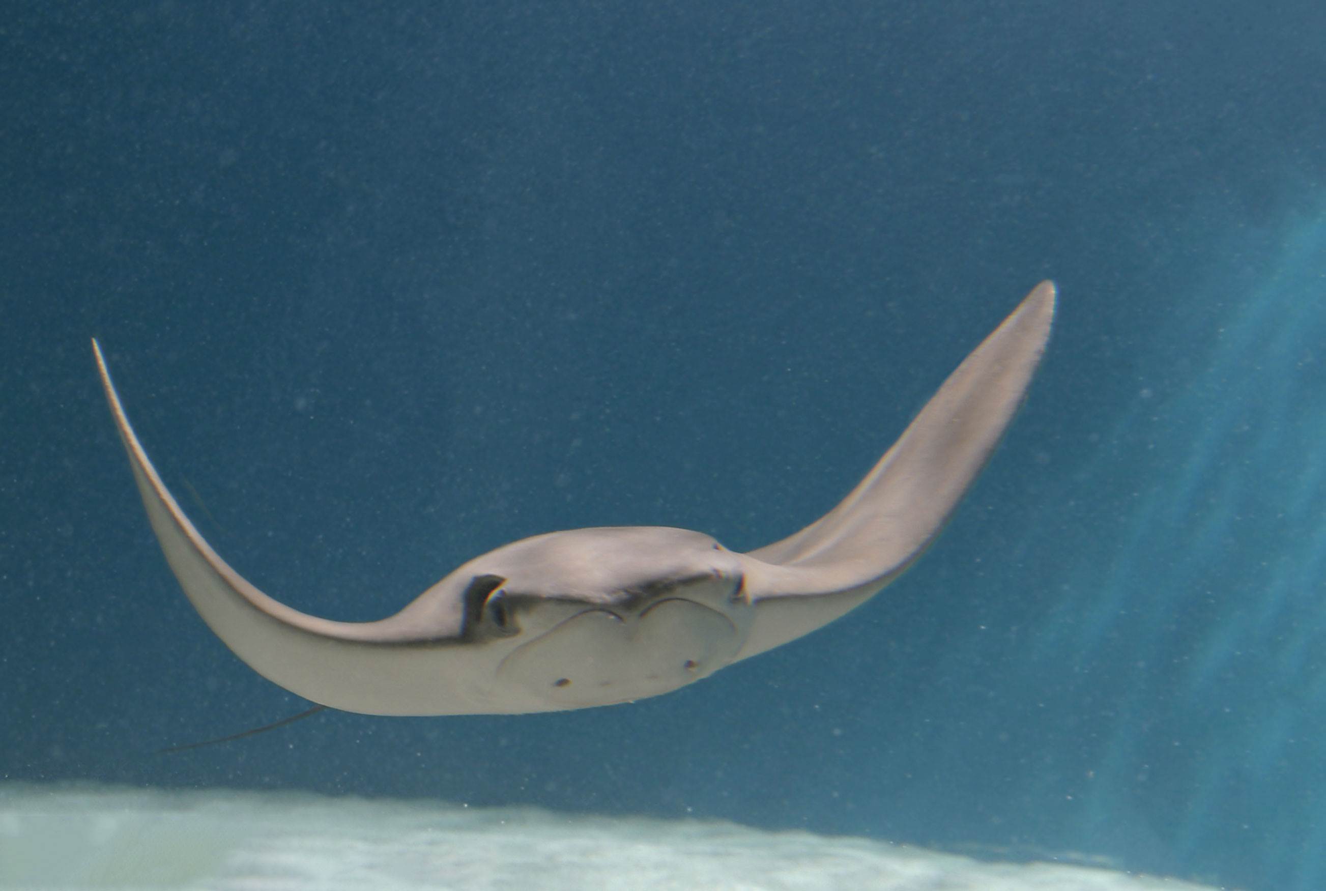 Cownose ray | Animals | Monterey Bay Aquarium