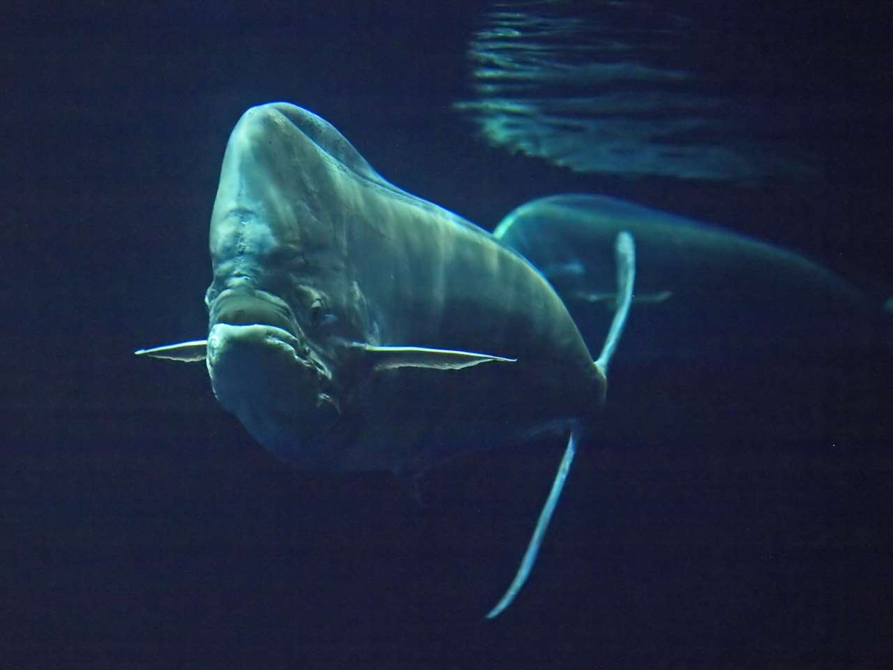 Dolphinfish | Animals | Monterey Bay Aquarium