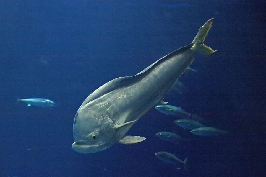 Dolphinfish | Animals | Monterey Bay Aquarium