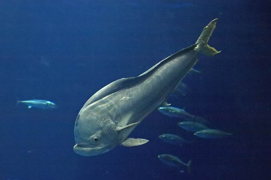 Dolphinfish | Animals | Monterey Bay Aquarium