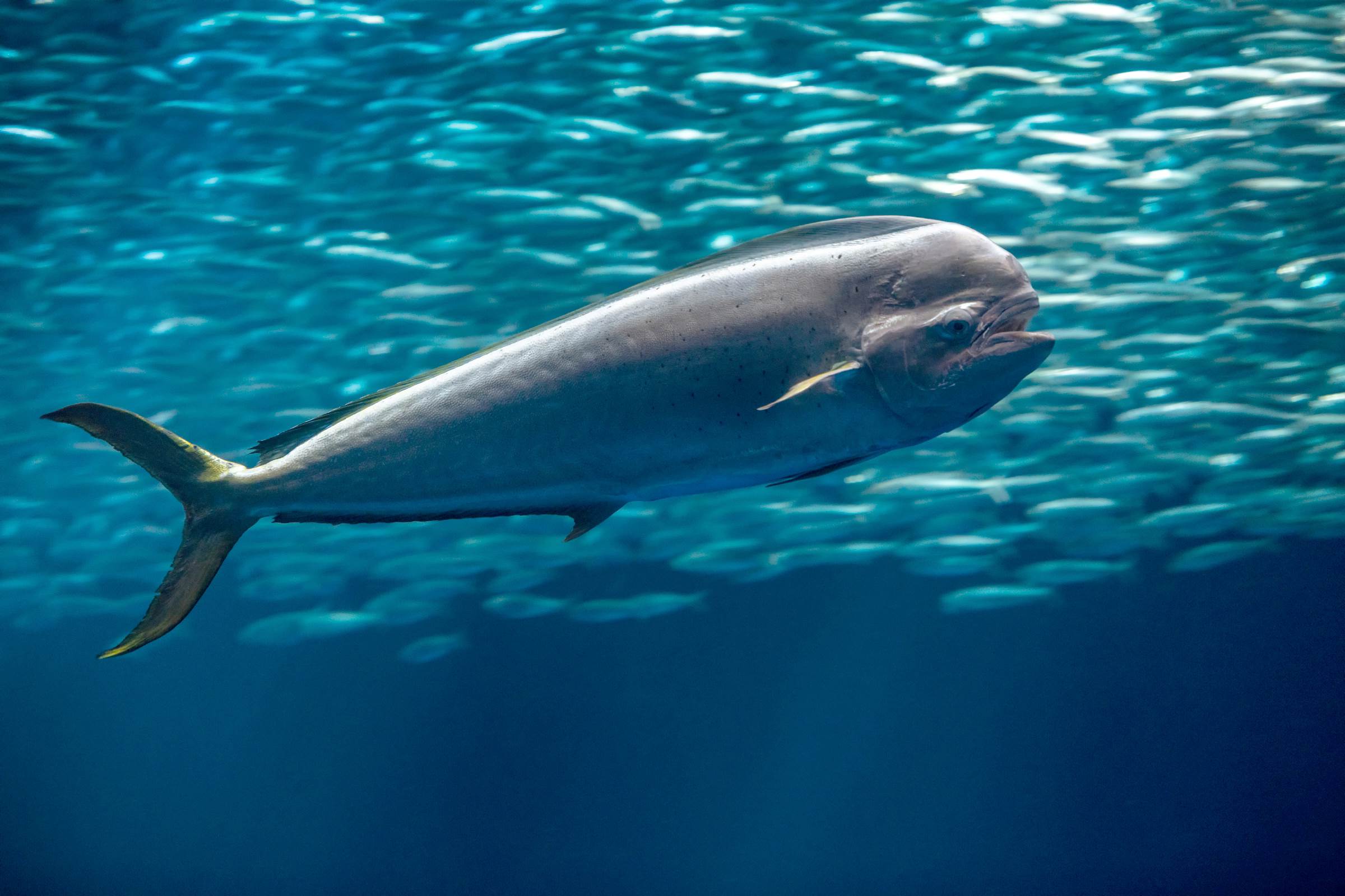 Dolphinfish | Animals | Monterey Bay Aquarium