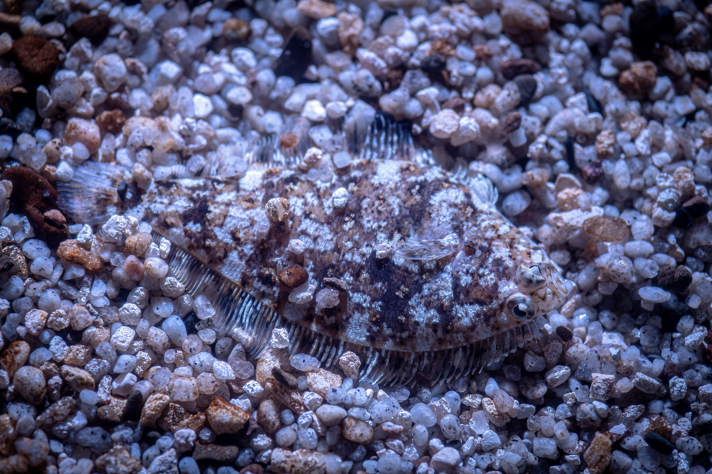 Monkeyface prickleback | Animals | Monterey Bay Aquarium
