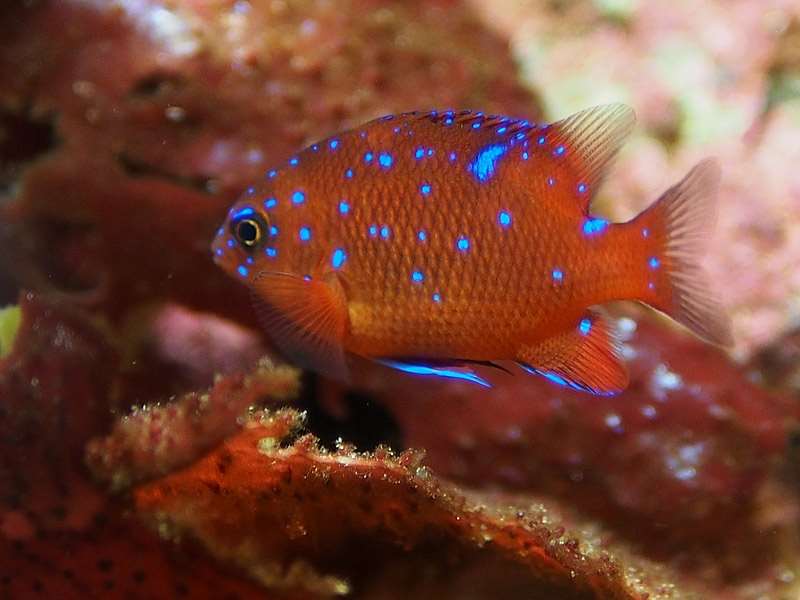 Pez Garibaldi Juvenil