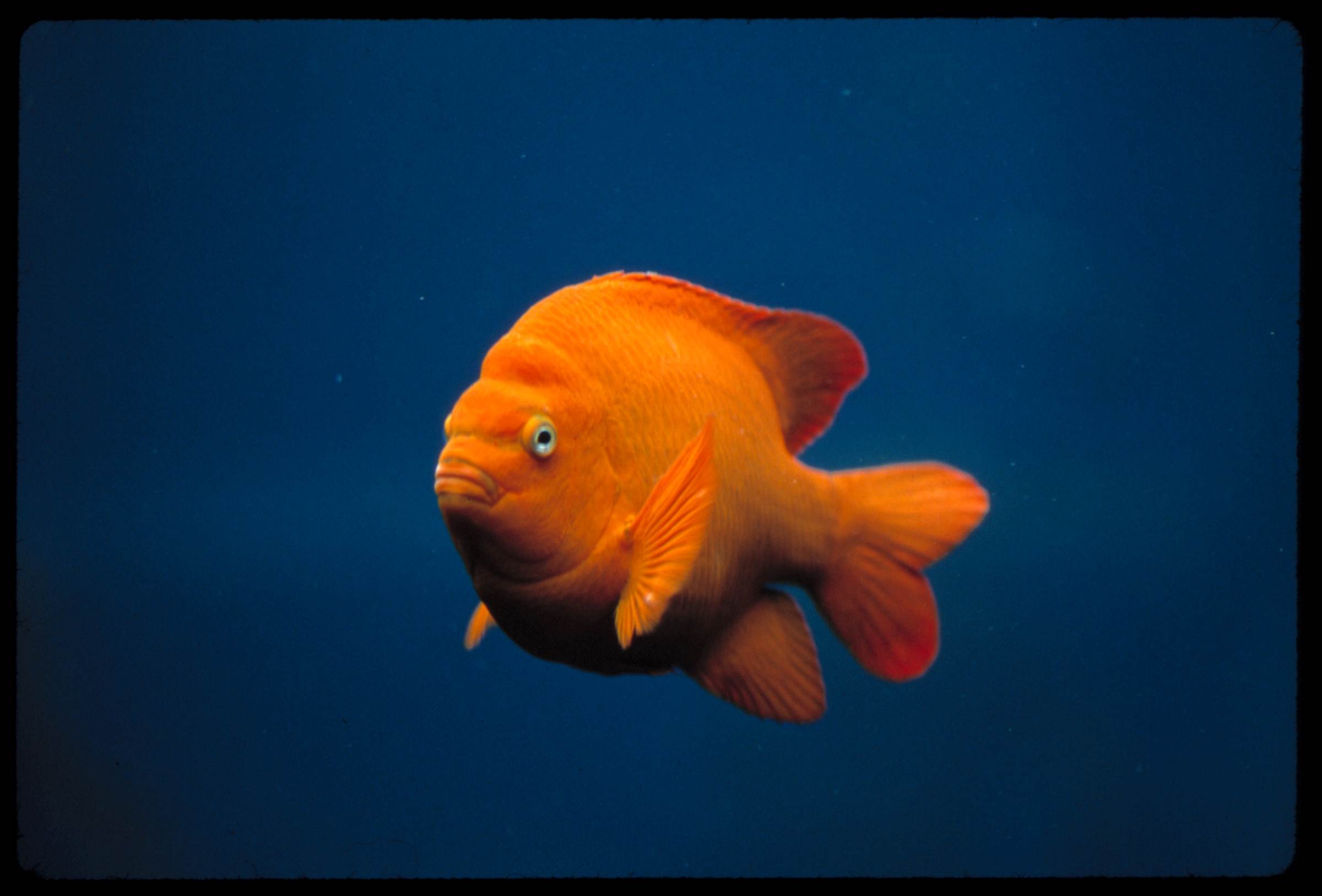 Garibaldi Fish