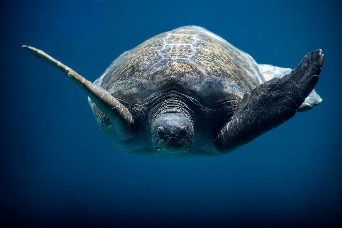 Green turtle | Monterey Bay Aquarium