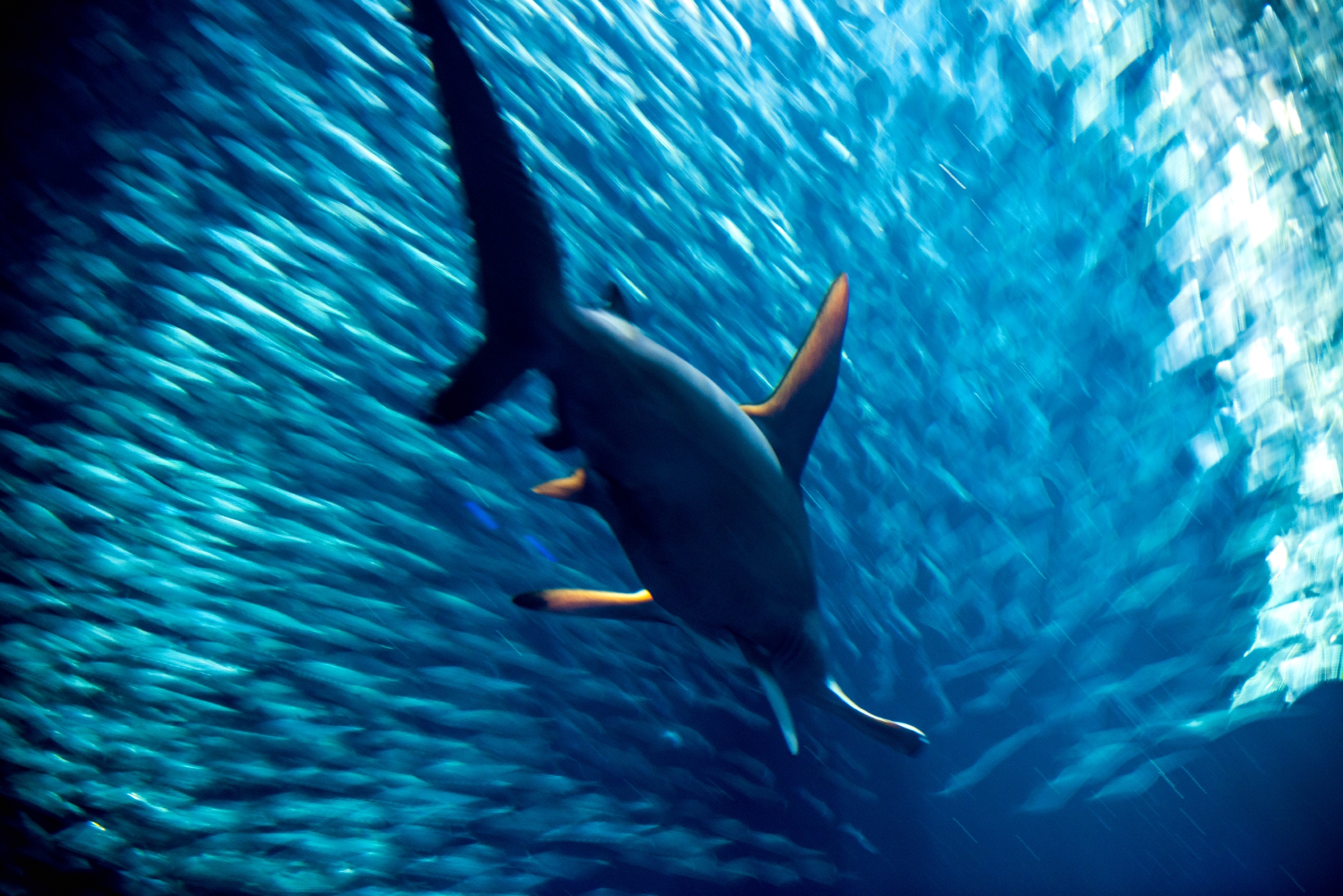 Ocean threats extend into the deep sea, too | Stories | Monterey Bay ...