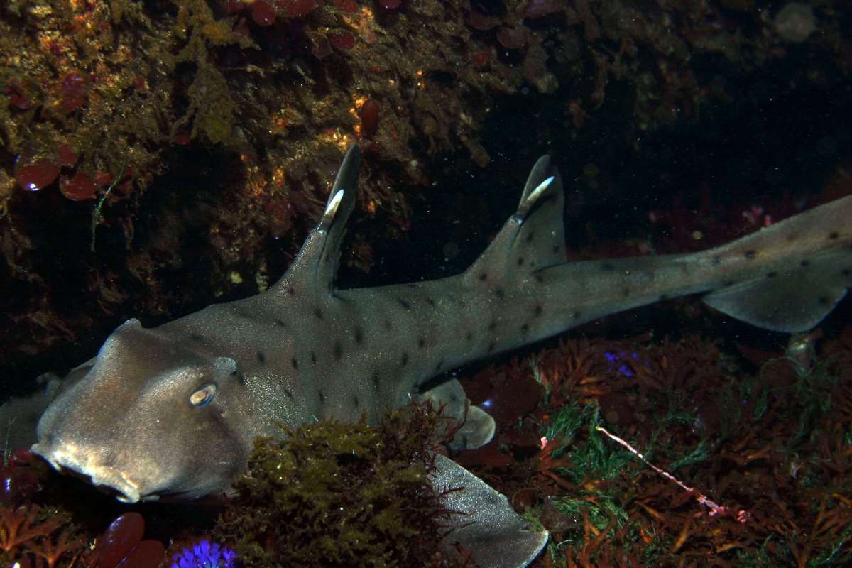 Sharks | Animals | Monterey Bay Aquarium