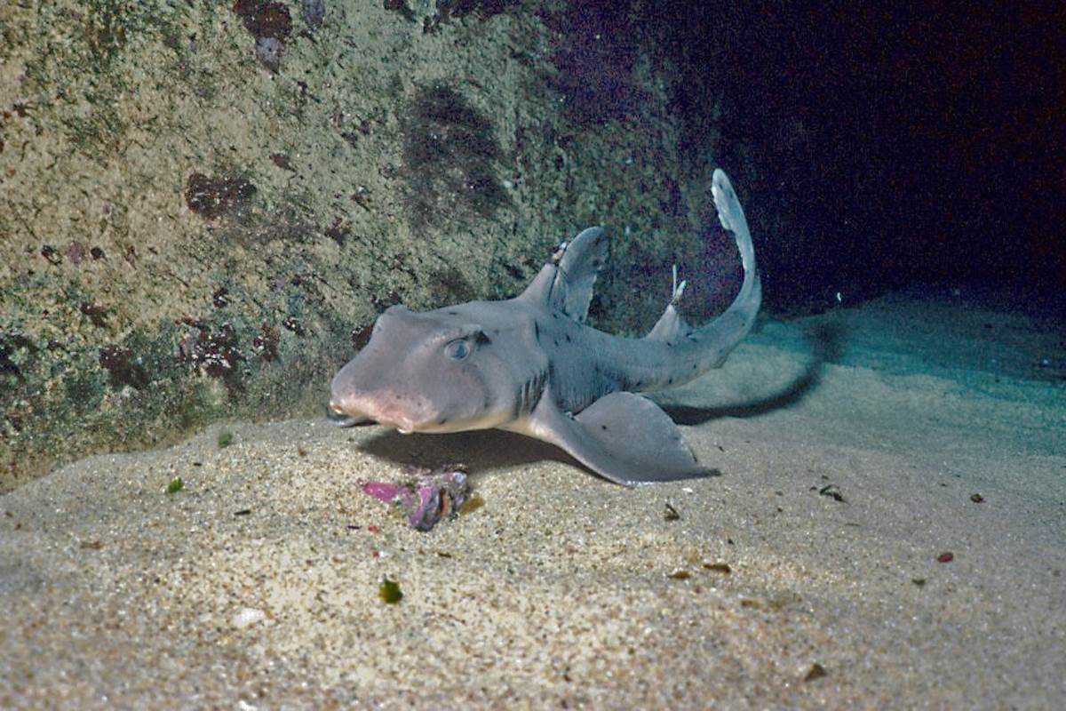 Horn shark | Monterey Bay Aquarium