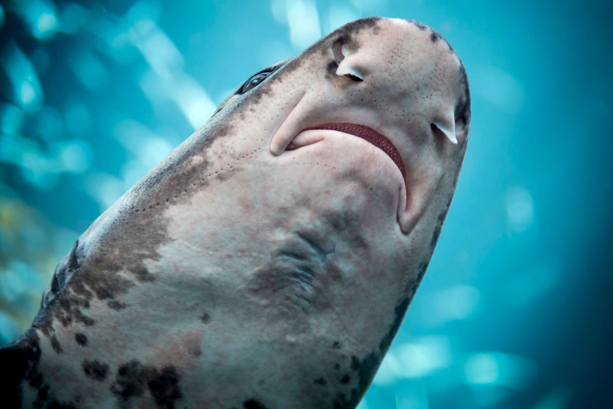 Leopard Shark Mouth Leopard Shark Face | Underwater Photography,