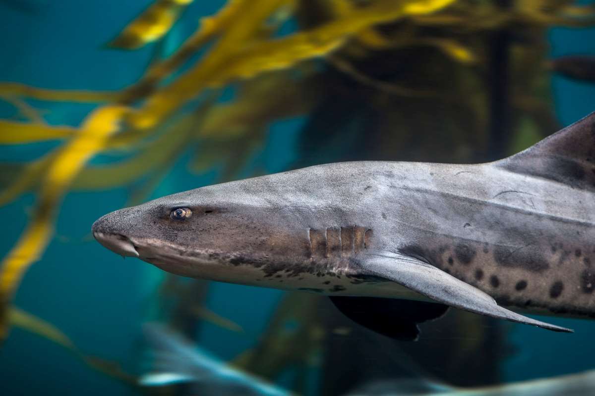 Leopard shark | Animals | Monterey Bay Aquarium