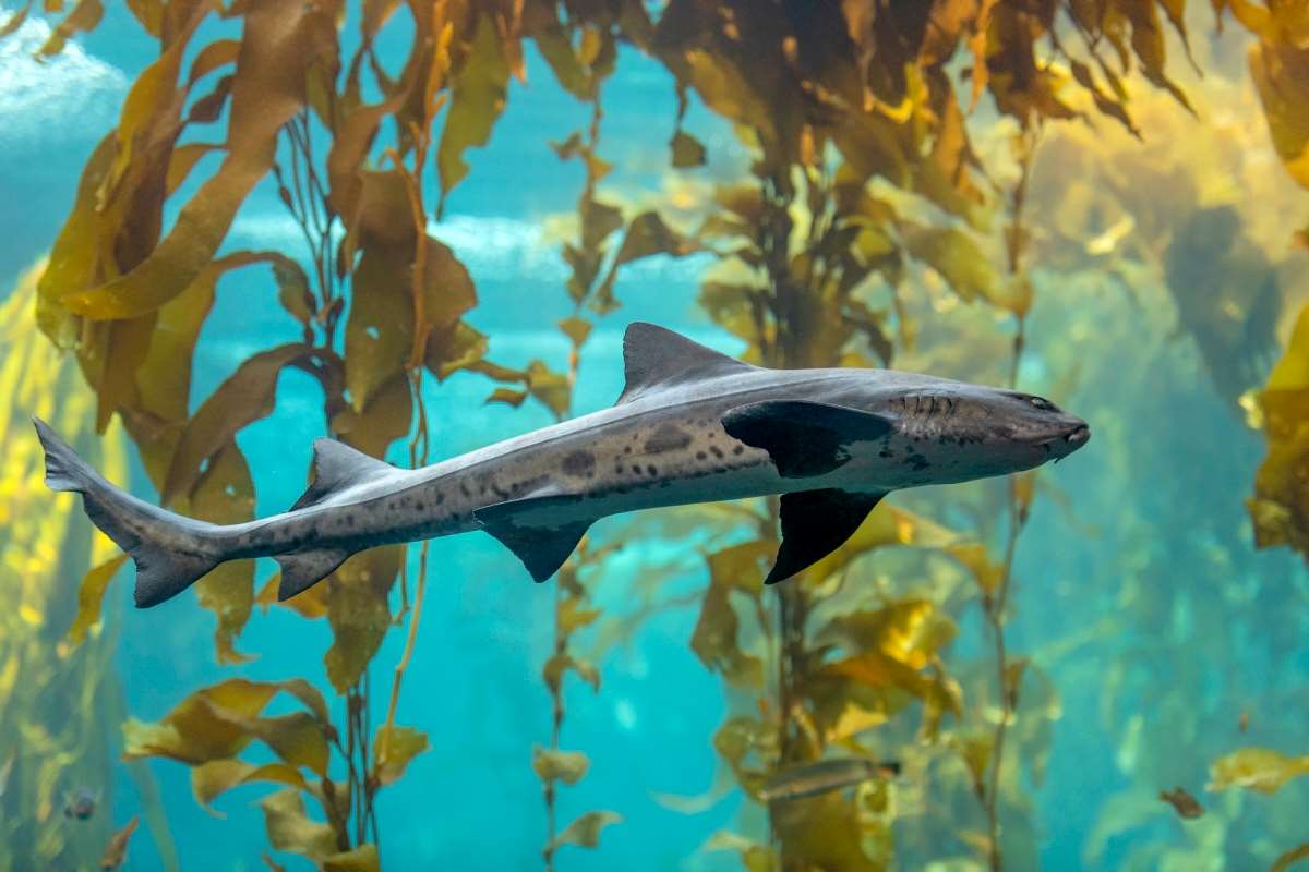 Leopard Shark Leopard Shark Fish Mounts & Replicas By Coast To Coast