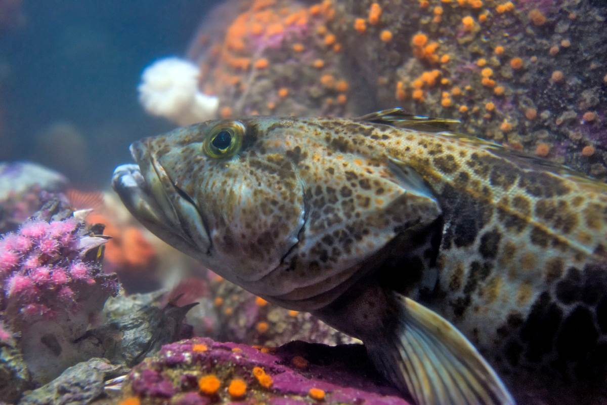 Lingcod | Animals | Monterey Bay Aquarium