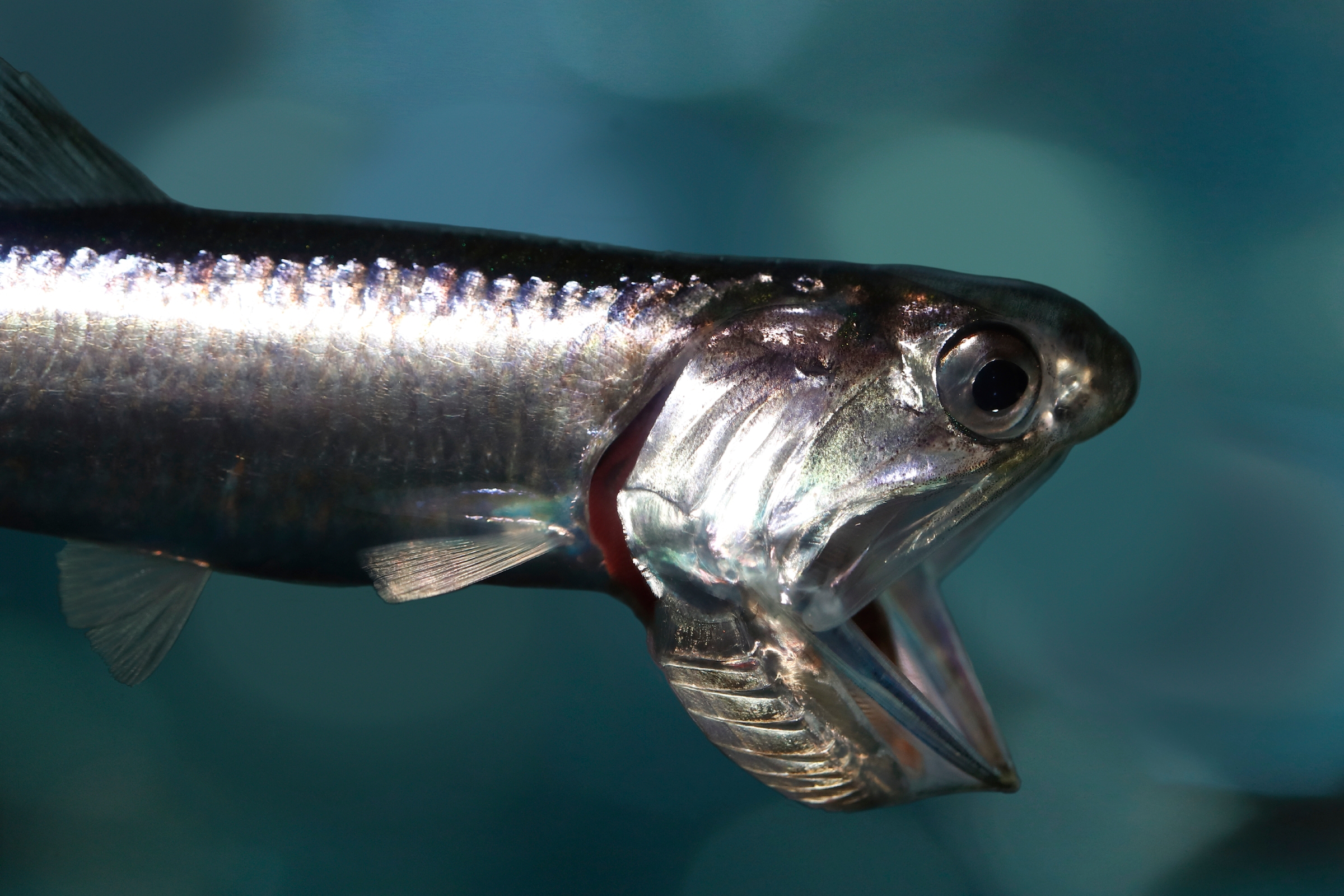 Open Sea | Exhibit | Monterey Bay Aquarium