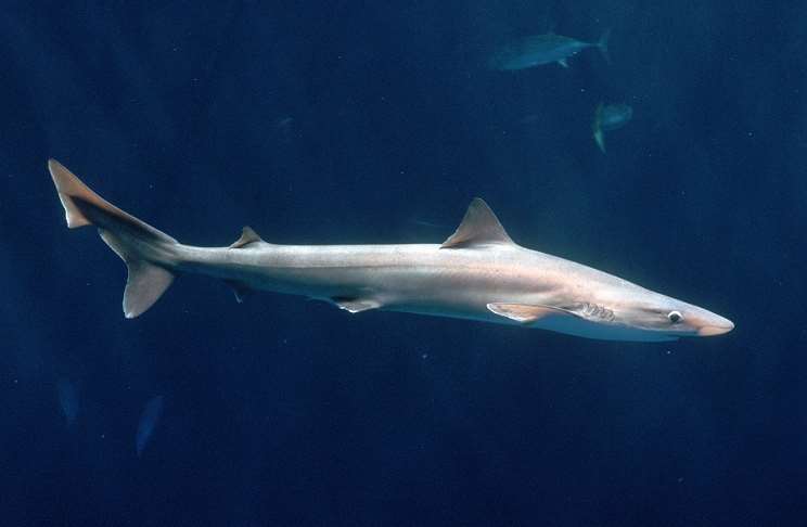 Soupfin shark | Animals | Monterey Bay Aquarium