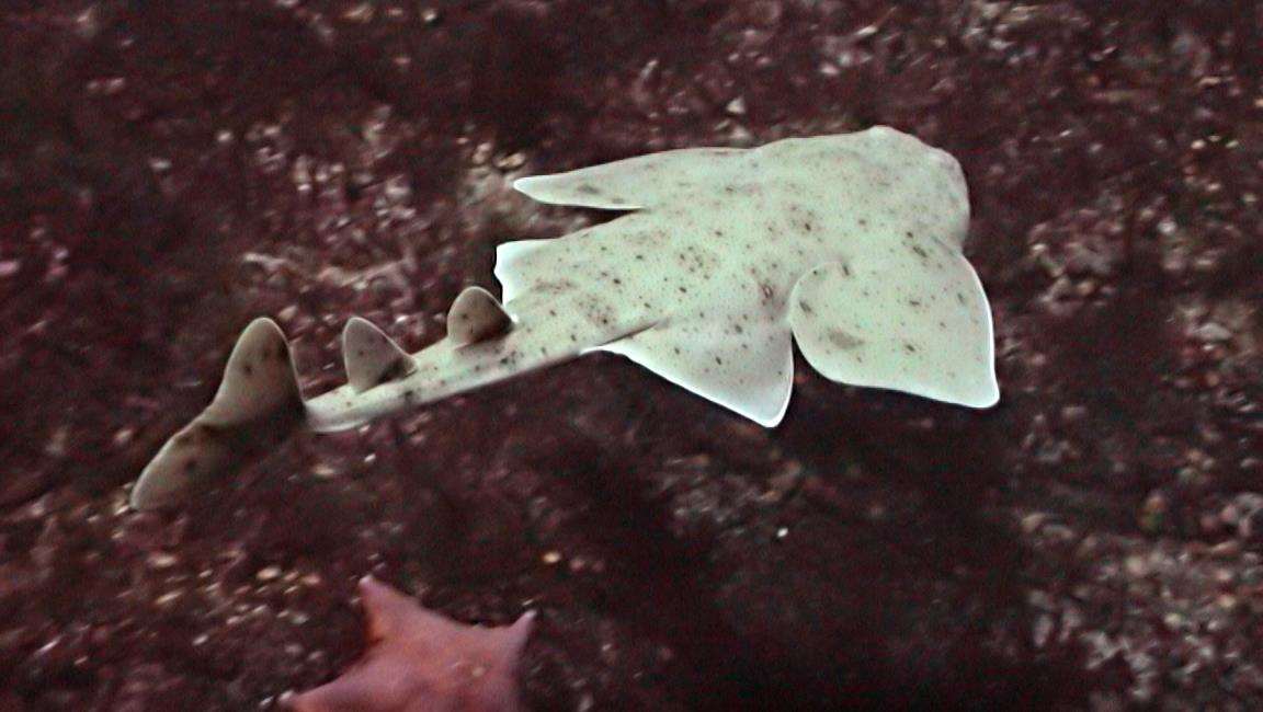 Pacific angel shark | Animals | Monterey Bay Aquarium