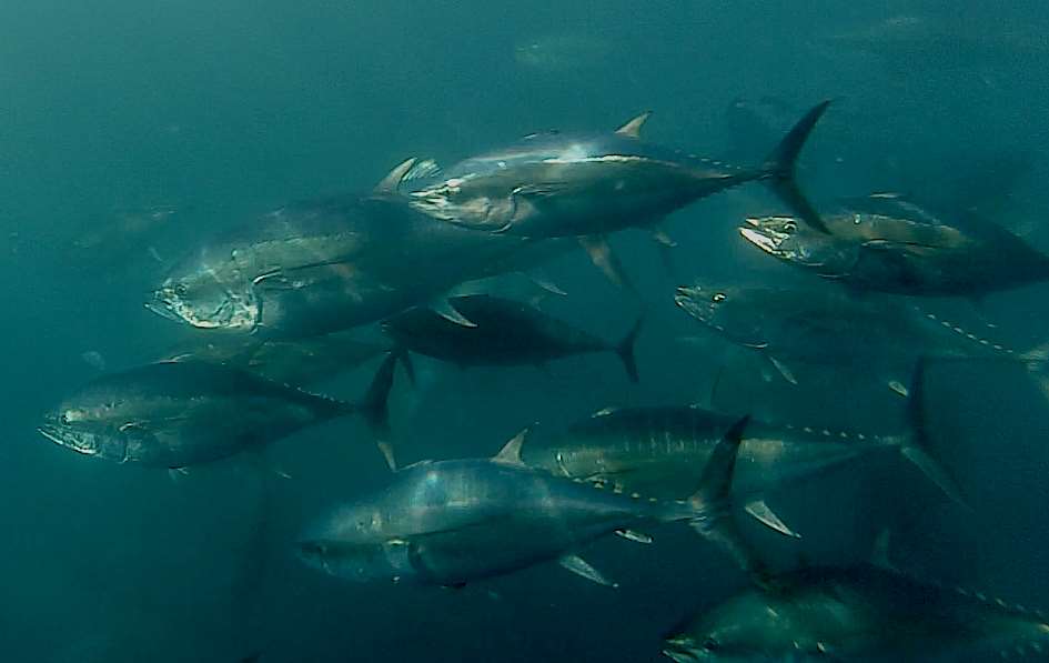 Bluefin Tuna Profile
