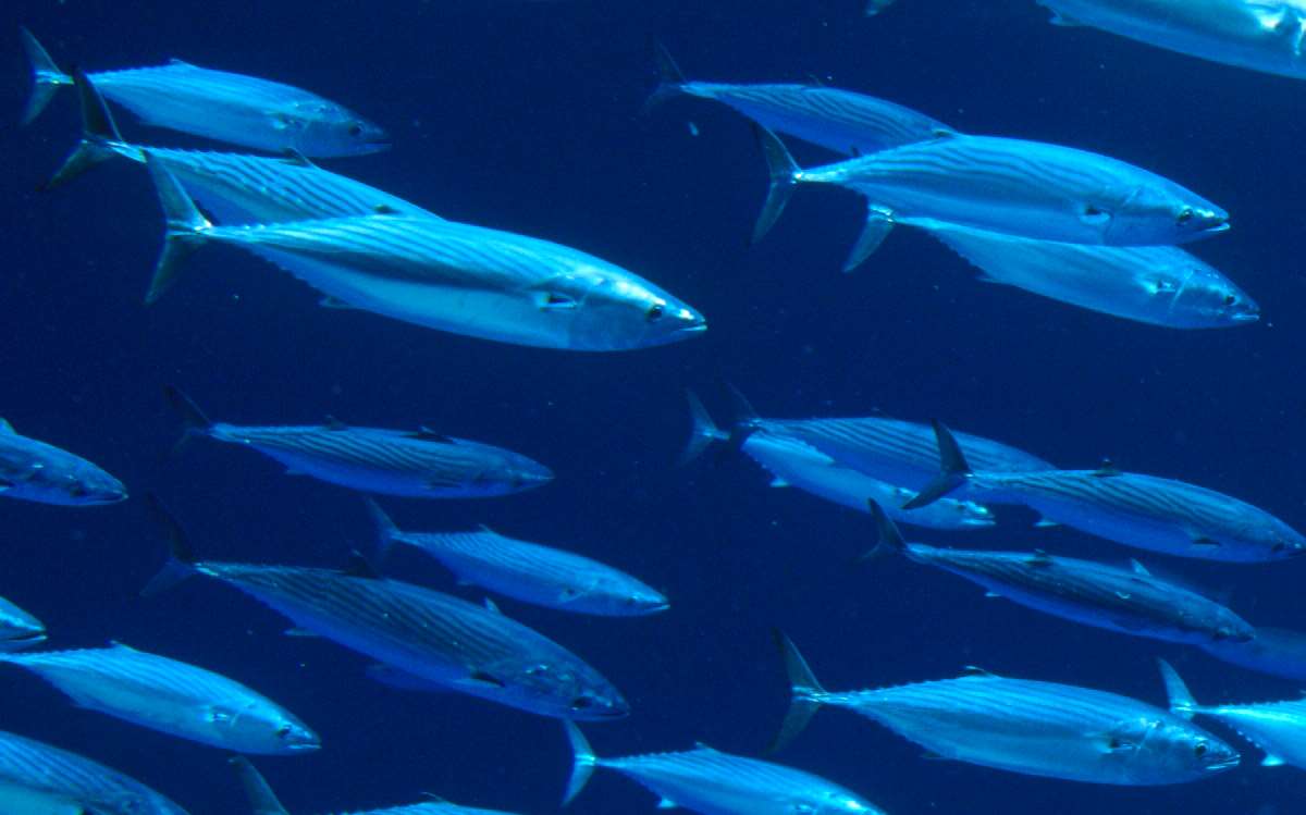 Pacific bonito | Animals | Monterey Bay Aquarium
