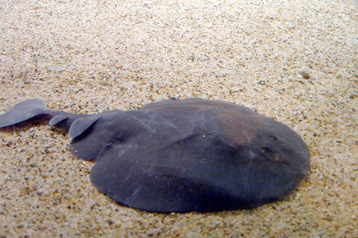 Pacific electric ray | Animals | Monterey Bay Aquarium
