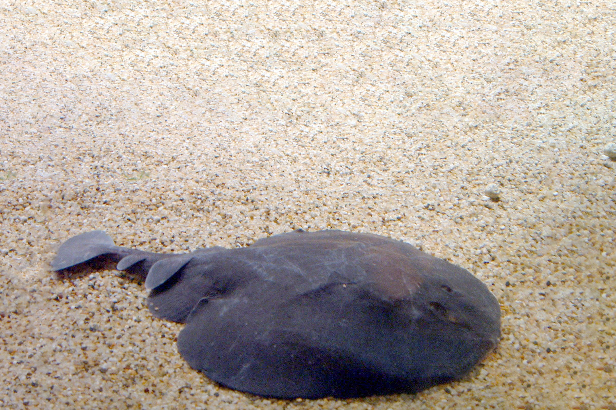 Pacific electric ray | Animals | Monterey Bay Aquarium