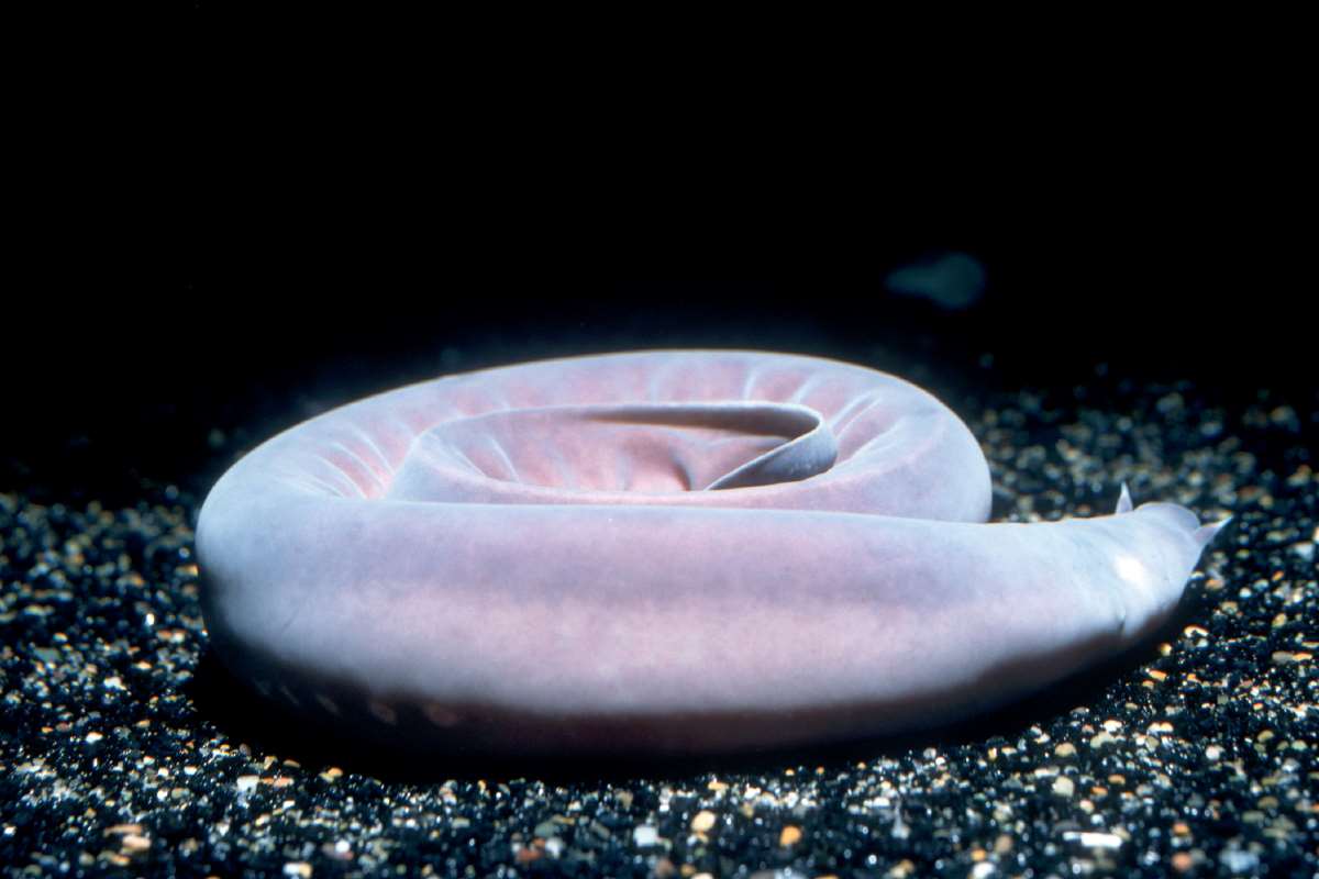 Pacific hagfish | Animals | Monterey Bay Aquarium