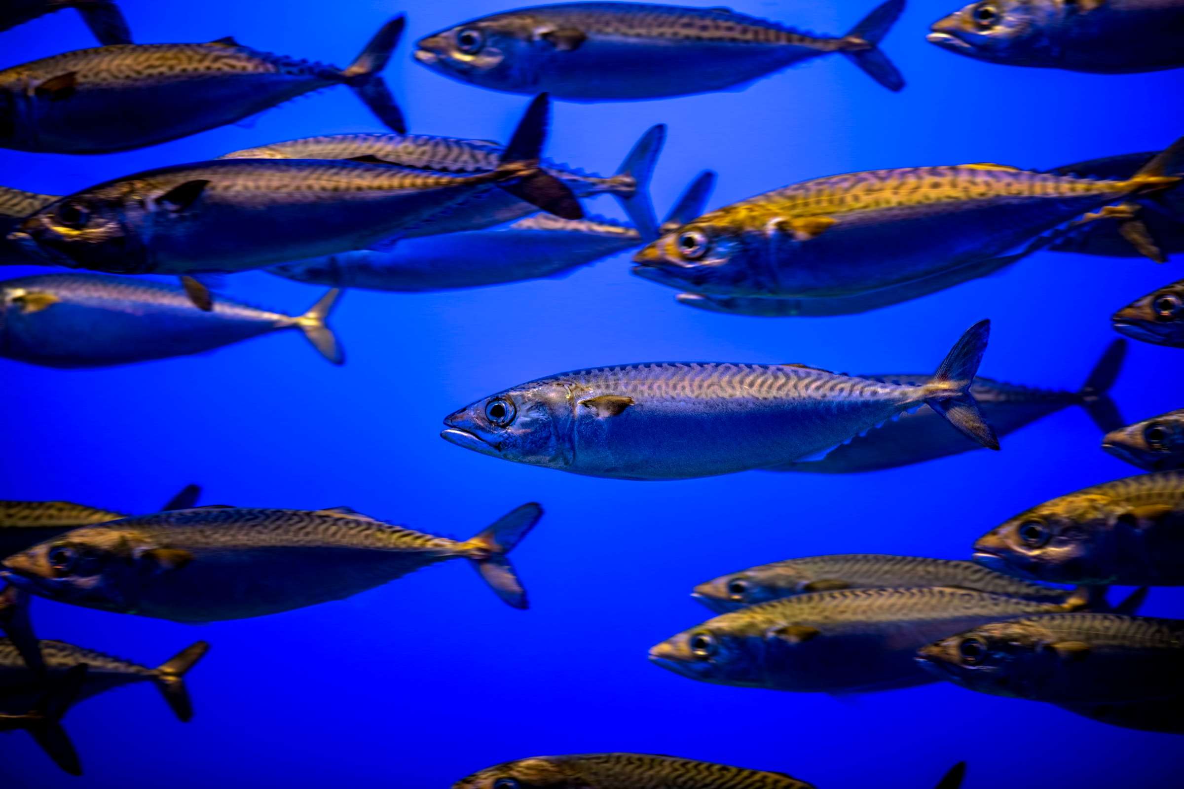 Curriculum 3-5 | Decode a fish | Monterey Bay Aquarium