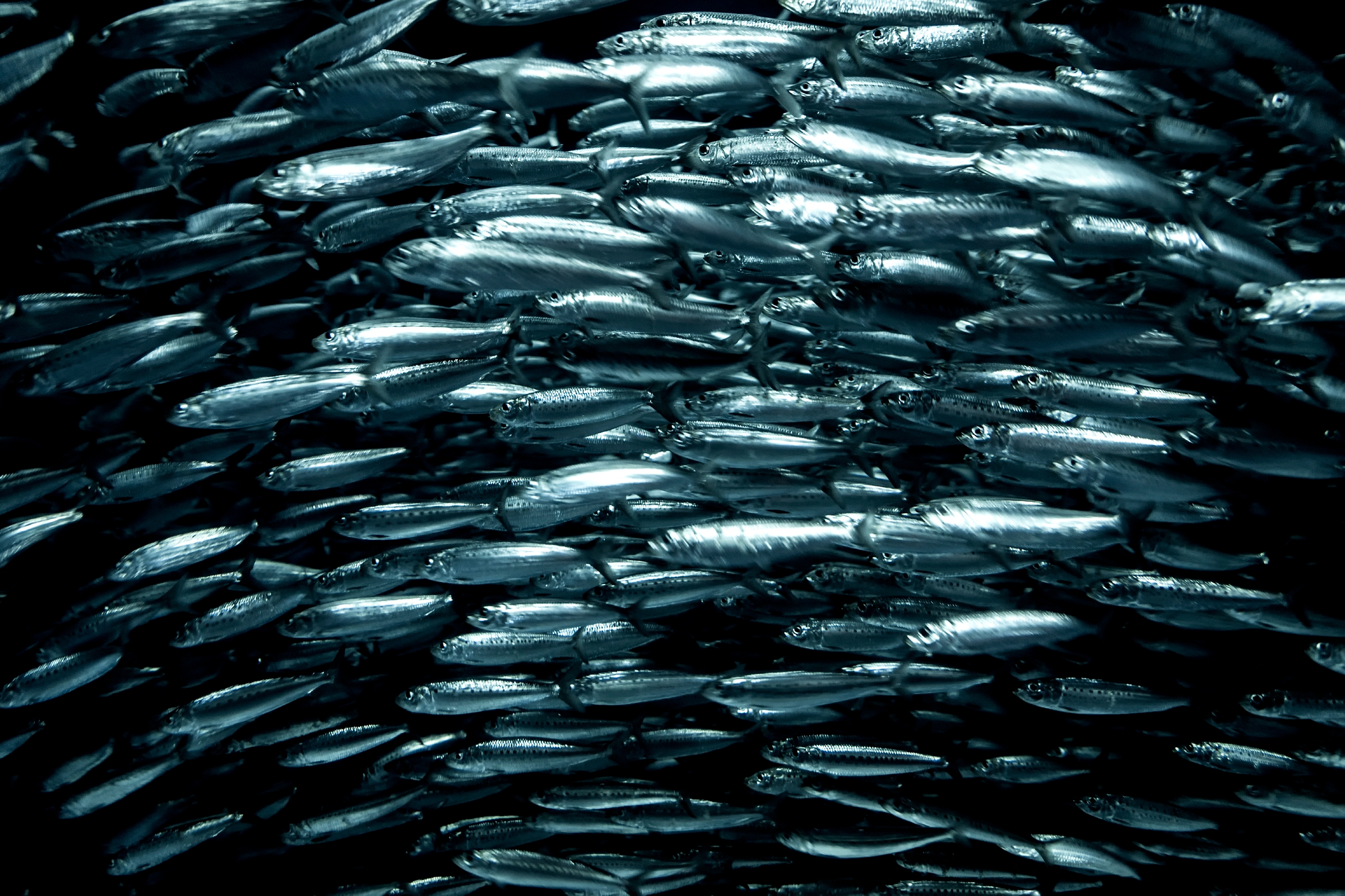 Northern anchovy | Animals | Monterey Bay Aquarium