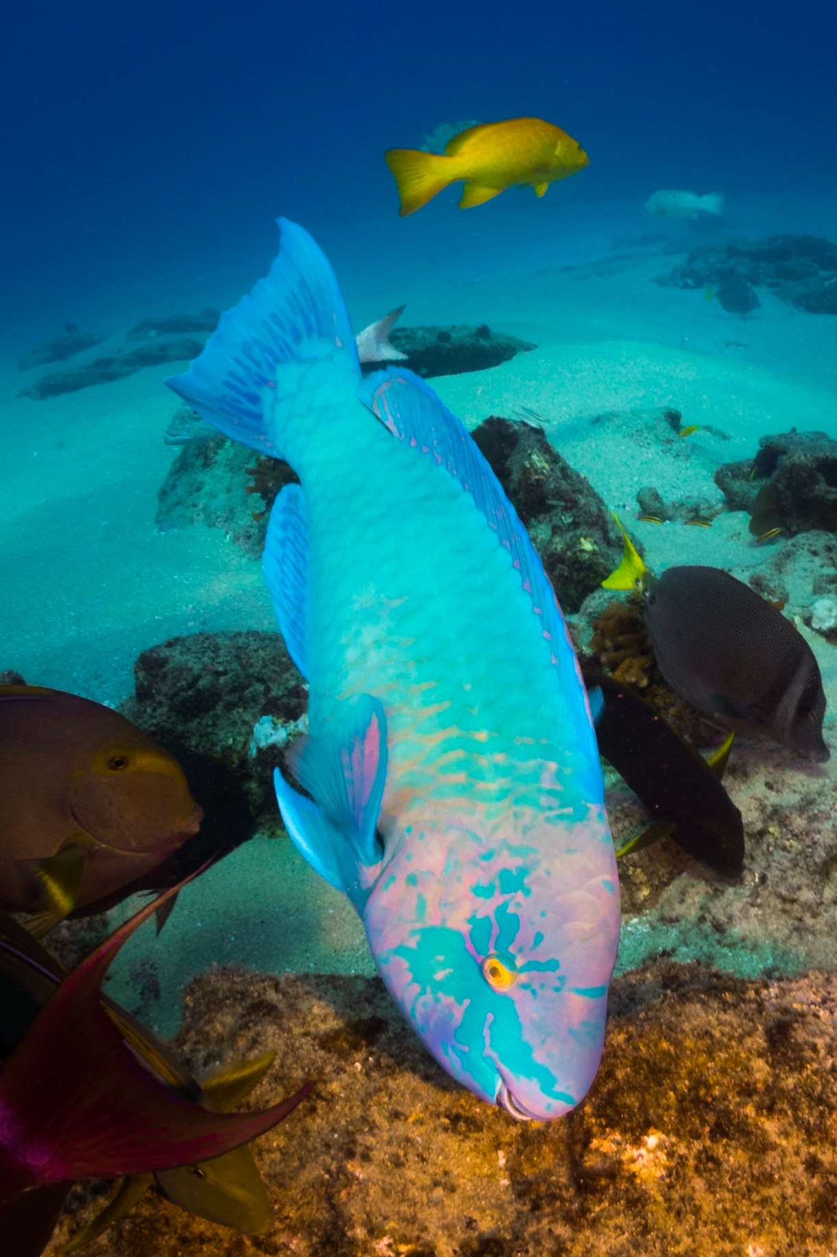 Collaboration for conservation in Baja California | Stories | Monterey ...